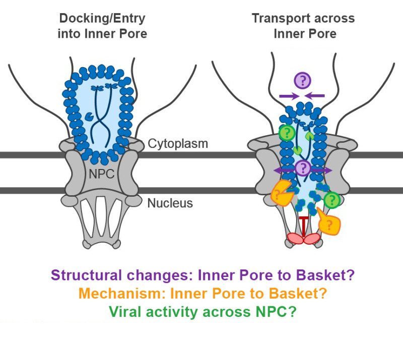 Our Research Projects - TORBETT LAB